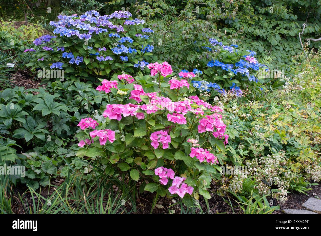 Hydrangea macrophylla 'Blaumeise' (Teller Series Stock Photo - Alamy