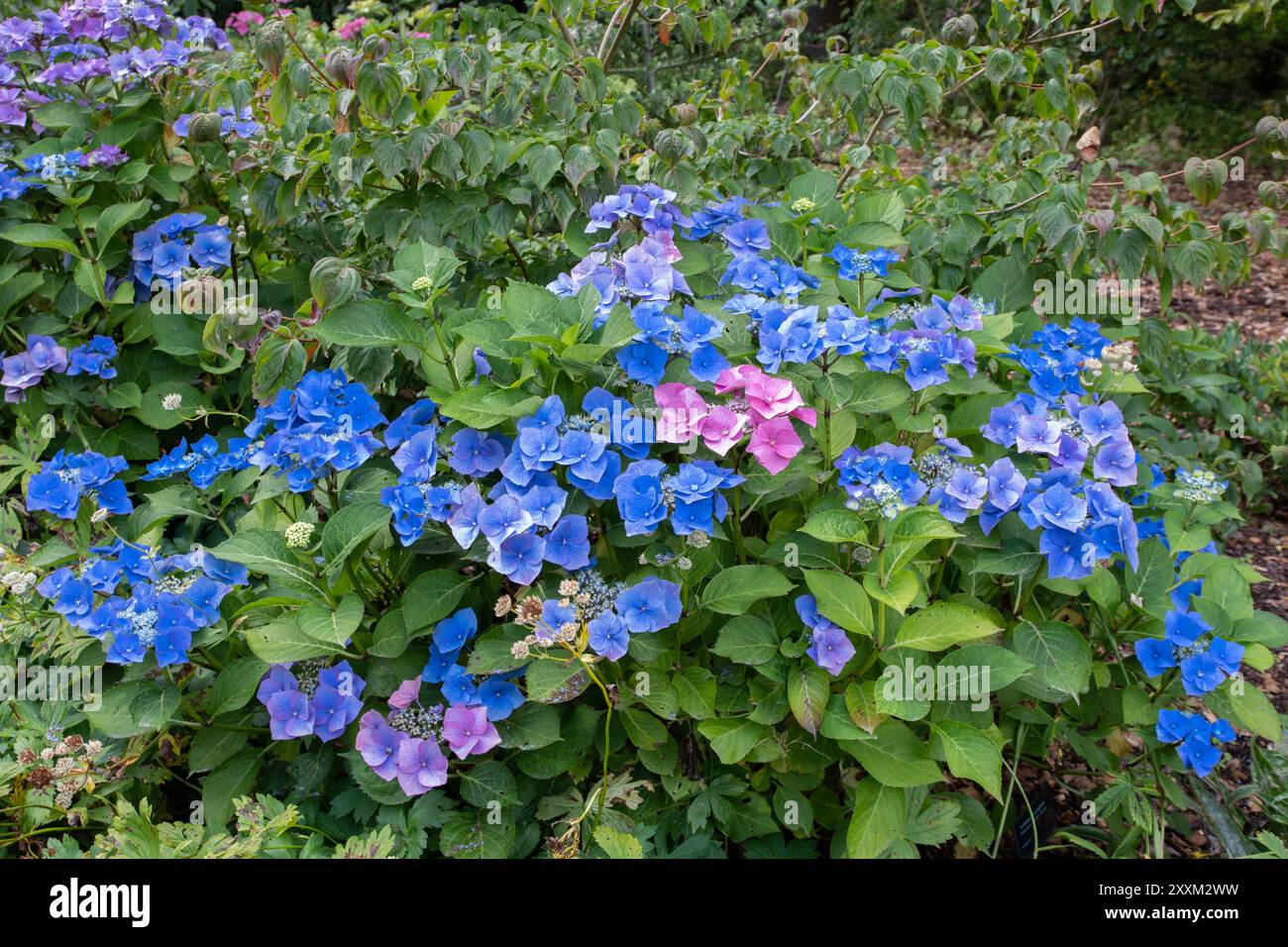 Hydrangea macrophylla 'Blaumeise' (Teller Series Stock Photo - Alamy