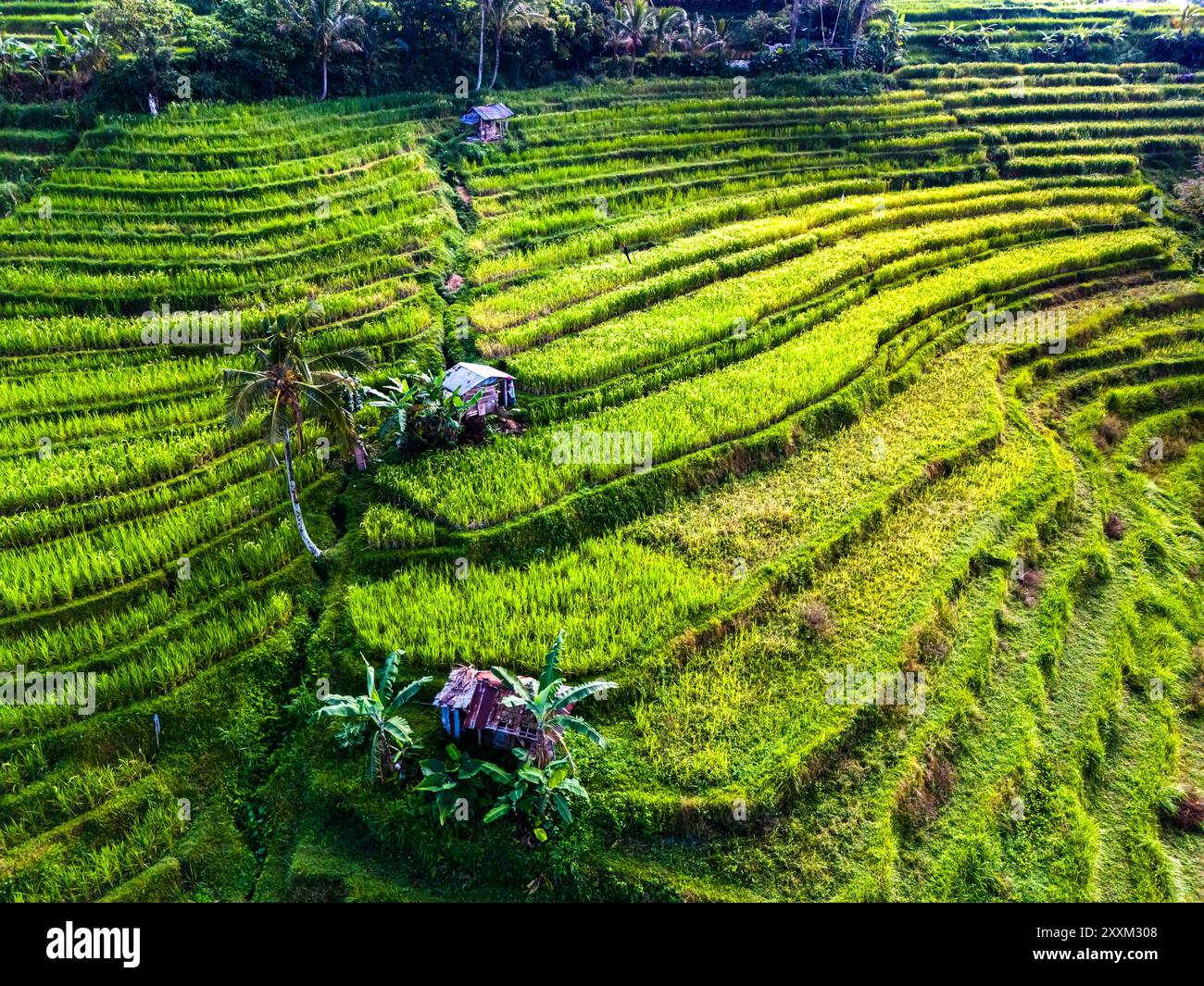 Landscape view of Jatiluwih Rice Terraces in Penebel District, Tabanan Regency, Bali, Indonesia ...