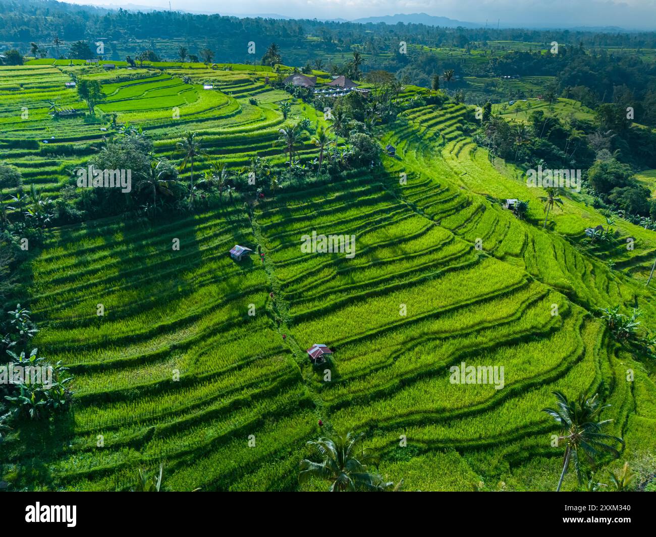 Landscape view of Jatiluwih Rice Terraces in Penebel District, Tabanan Regency, Bali, Indonesia ...