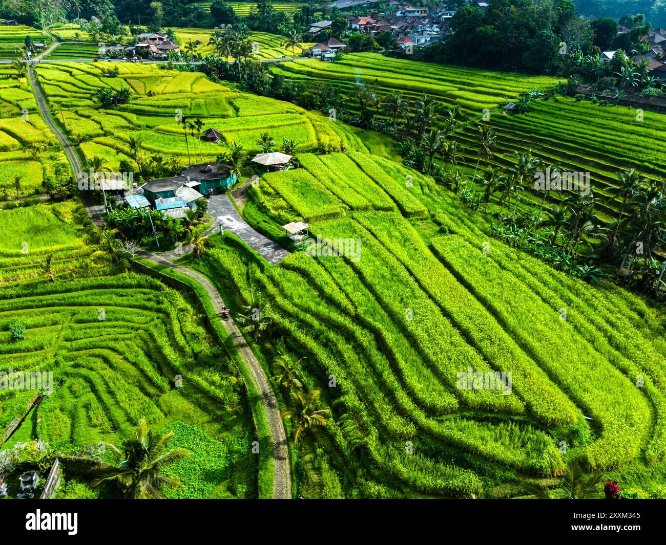 Landscape view of Jatiluwih Rice Terraces in Penebel District, Tabanan Regency, Bali, Indonesia ...
