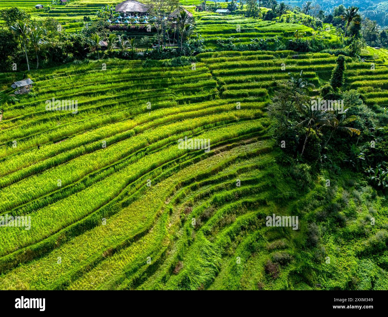 Landscape view of Jatiluwih Rice Terraces in Penebel District, Tabanan ...