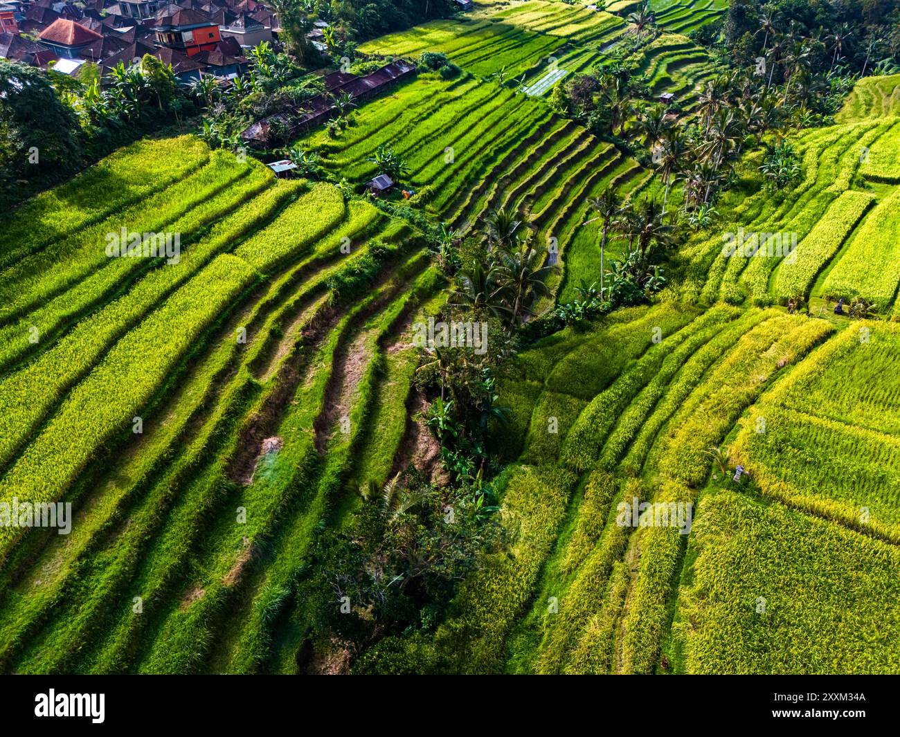 Landscape view of Jatiluwih Rice Terraces in Penebel District, Tabanan Regency, Bali, Indonesia ...