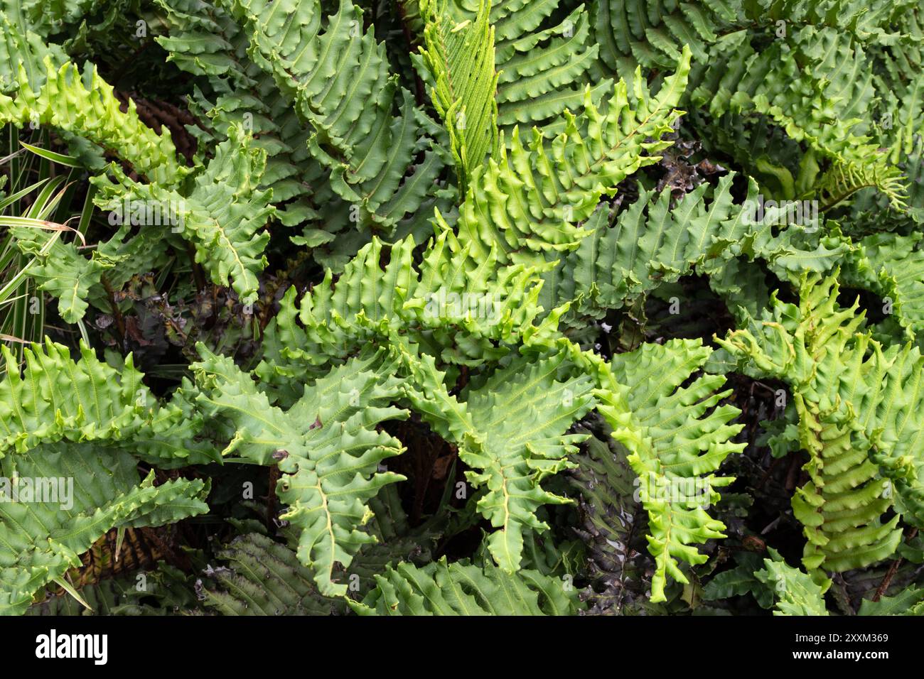 Hard ferns hi-res stock photography and images - Alamy