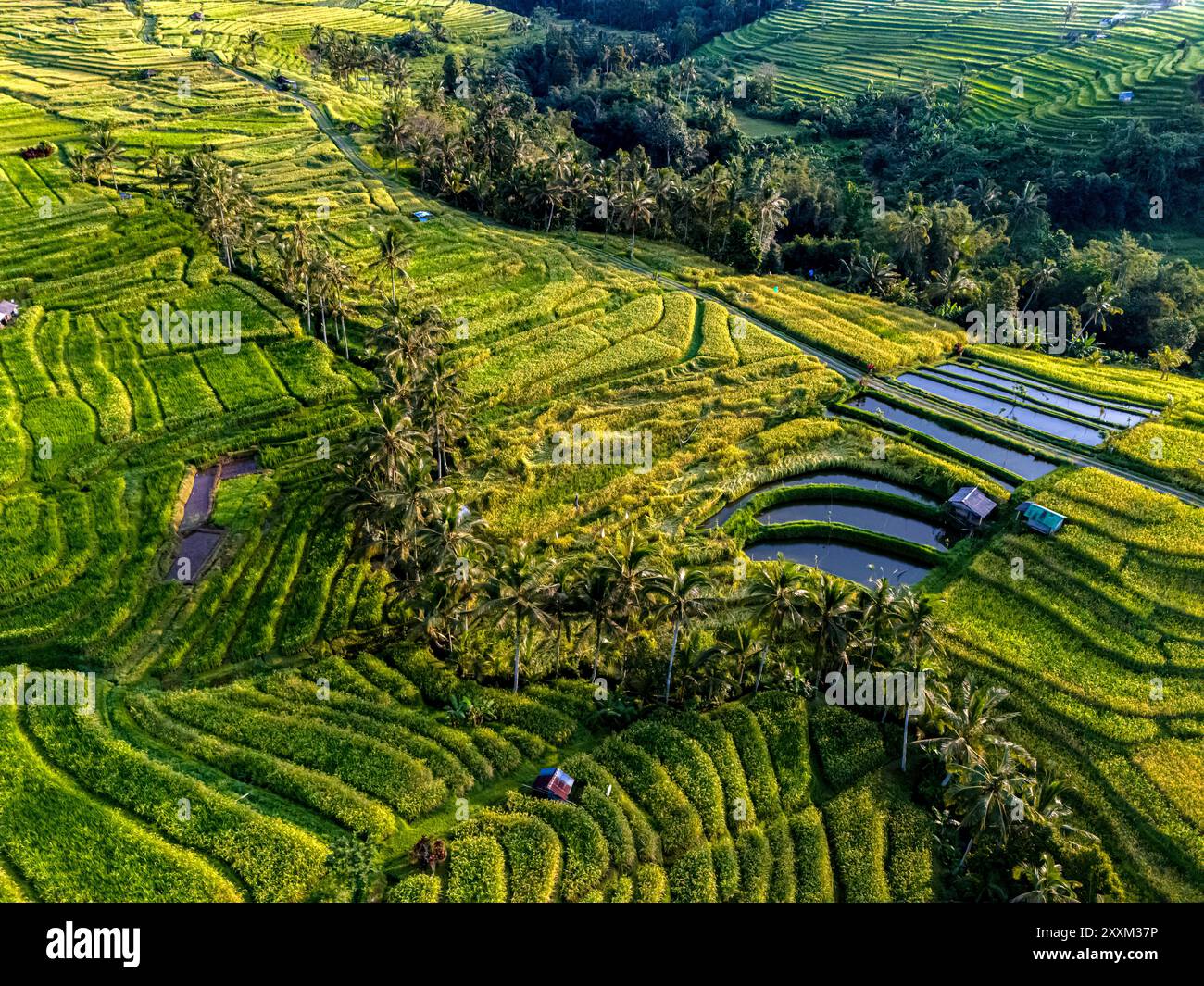 Landscape view of Jatiluwih Rice Terraces in Penebel District, Tabanan Regency, Bali, Indonesia ...