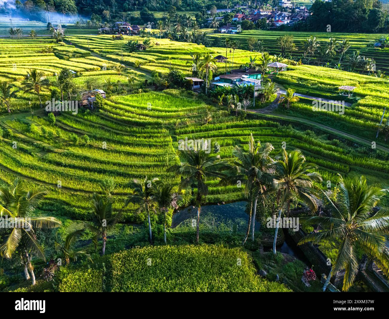 Landscape view of Jatiluwih Rice Terraces in Penebel District, Tabanan ...