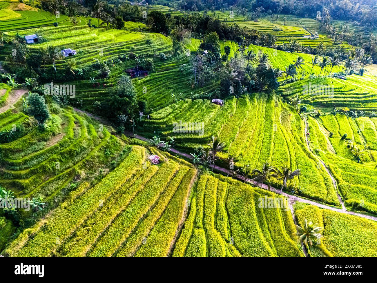Landscape view of Jatiluwih Rice Terraces in Penebel District, Tabanan Regency, Bali, Indonesia ...