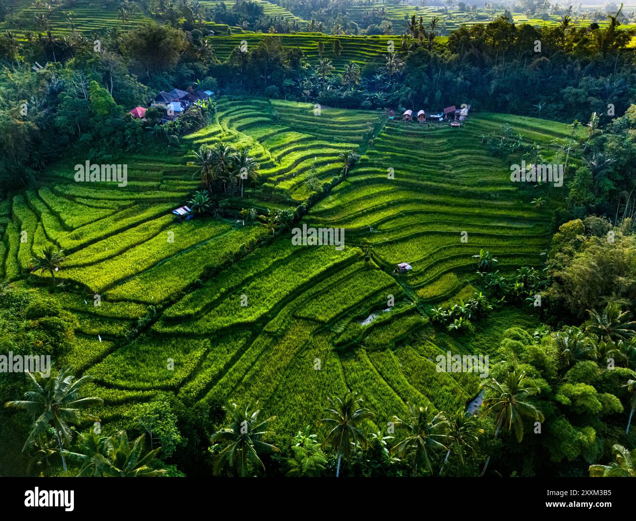 Landscape view of Jatiluwih Rice Terraces in Penebel District, Tabanan ...