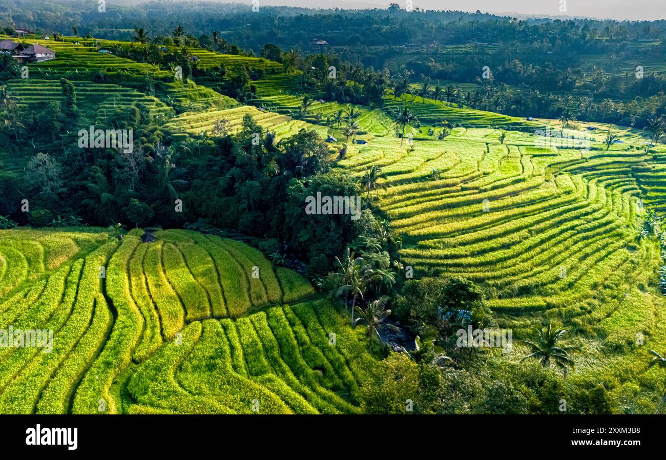 Landscape view of Jatiluwih Rice Terraces in Penebel District, Tabanan Regency, Bali, Indonesia ...