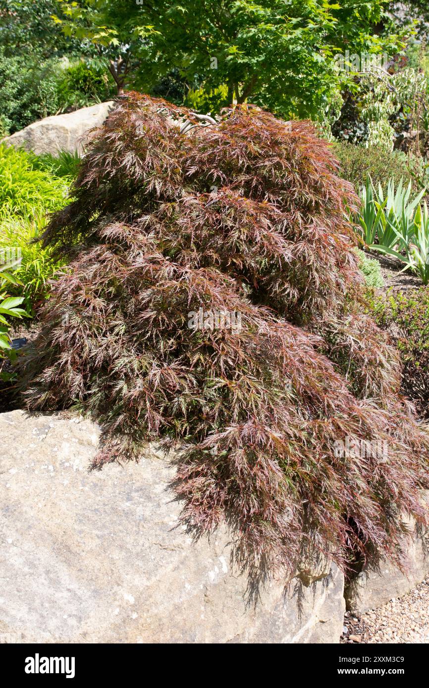 Acer Palmatum Inaba Shidare Japanese Maple Stock Photo - Alamy