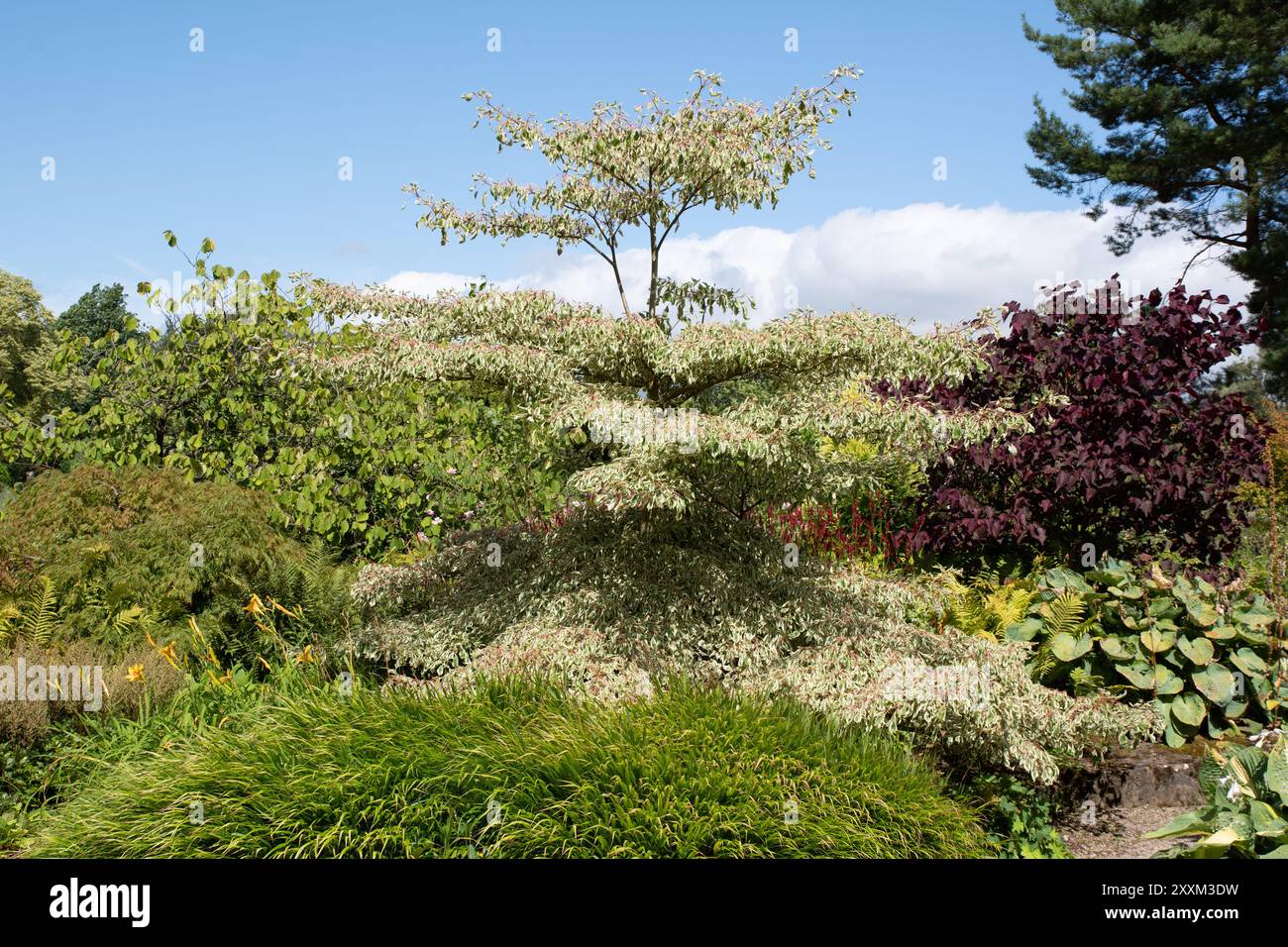 Cornus controversa at RHS Harlow Carr Stock Photo - Alamy