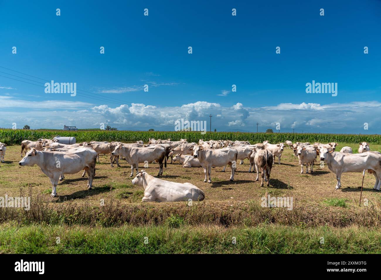 Po valley italy livestock hi-res stock photography and images - Alamy
