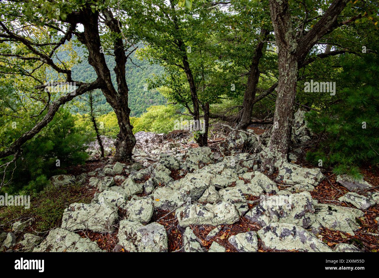 Sweet birch (Betula lenta) and other trees growing on talus slope of ...