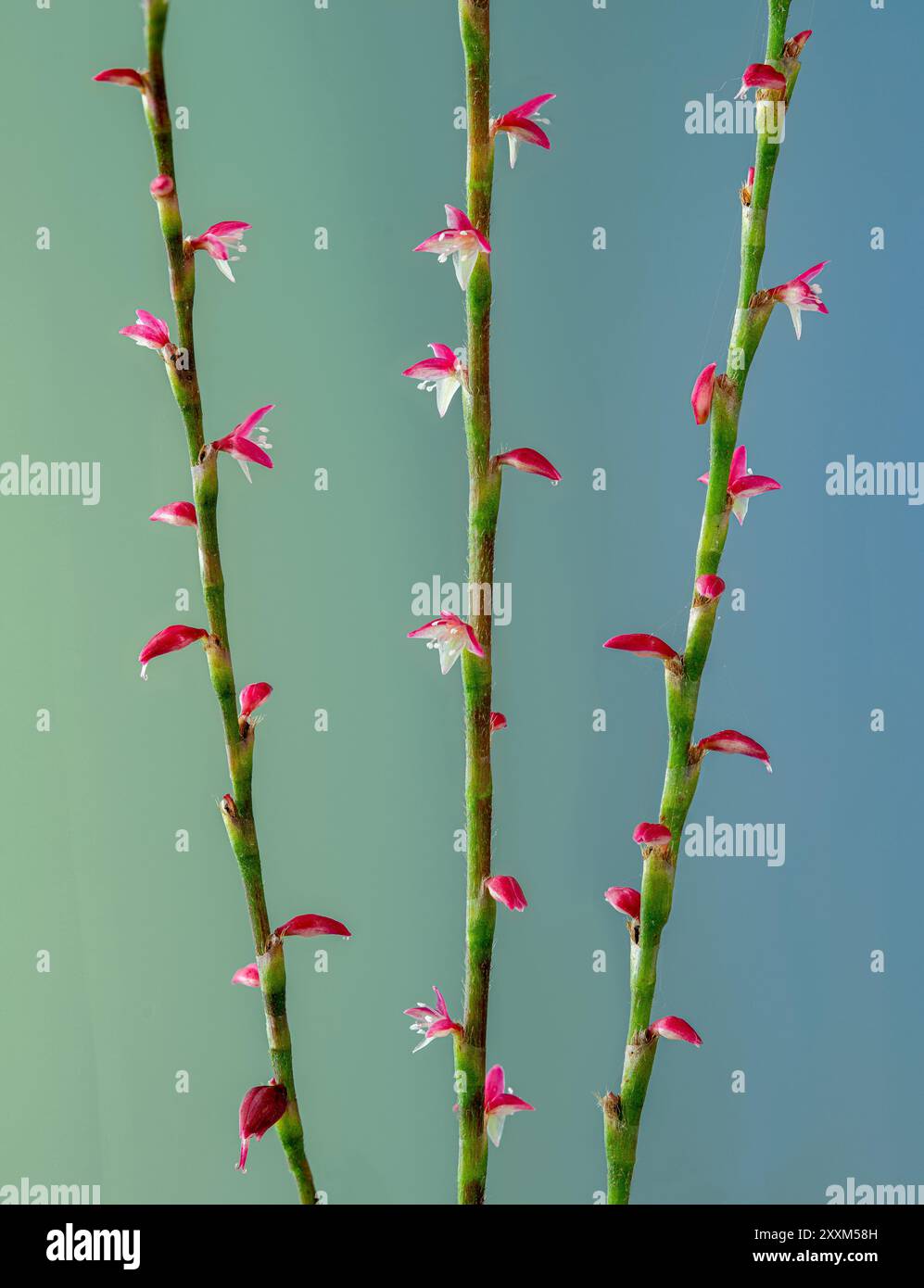 Macro view of the flowers of Asian knotweed (Periscaria filiformis), a ...