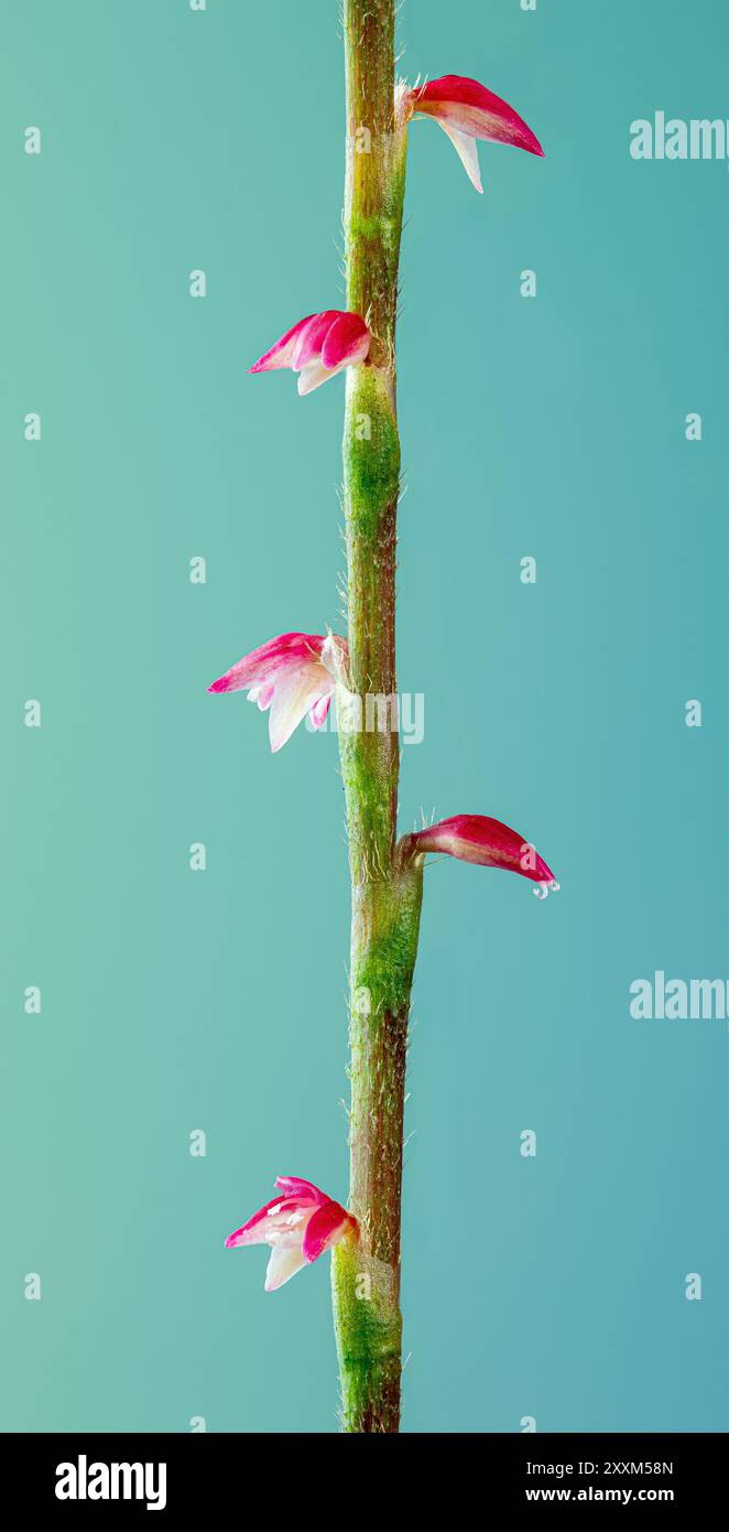 Macro view of the flowers of Asian knotweed (Periscaria filiformis), a ...