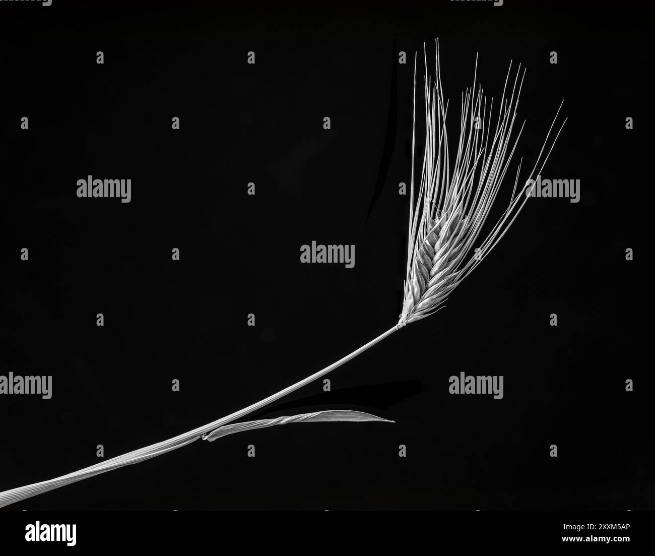 Seed head of a stalk of barley (Hordeum vulgare), showing ...