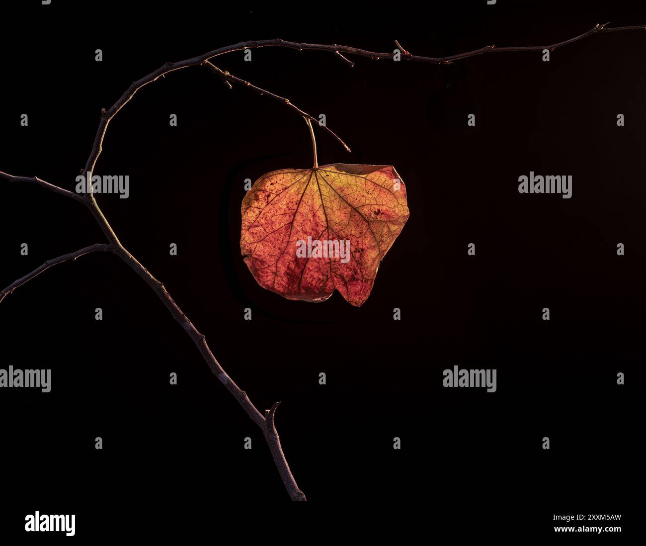 American redbud autumn hi-res stock photography and images - Alamy