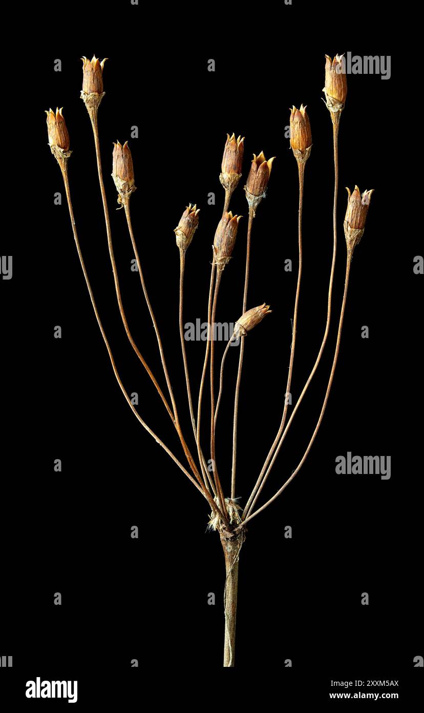 Empty seed pods of shooting star (Dodecatheon meadia), a spring ...