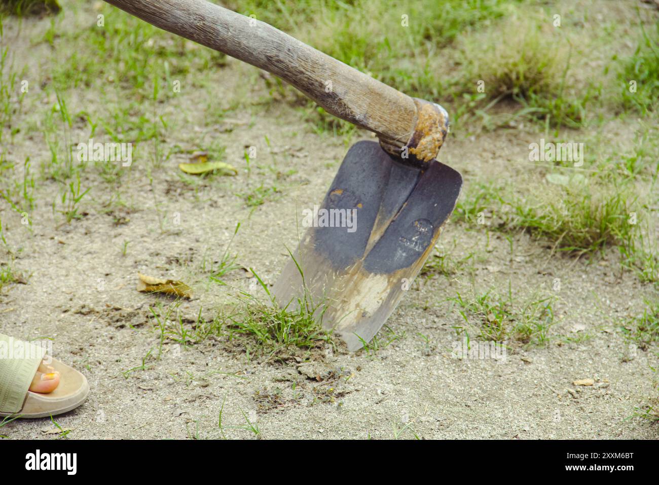 Garden hoe usually used by farmers to loosen agricultural soil Stock ...