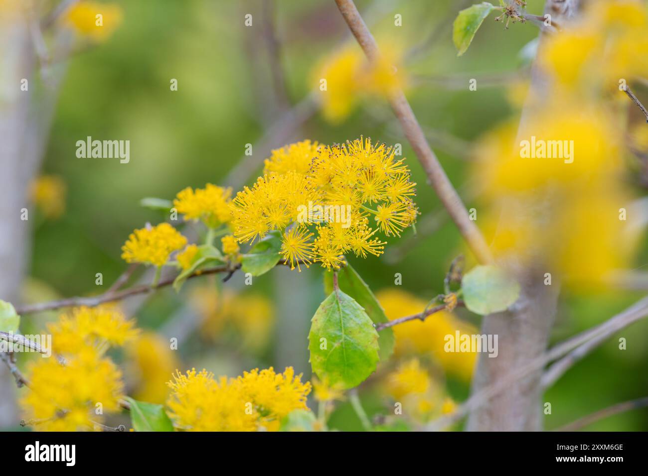Azara serrata, saw toothed Azara Stock Photo - Alamy