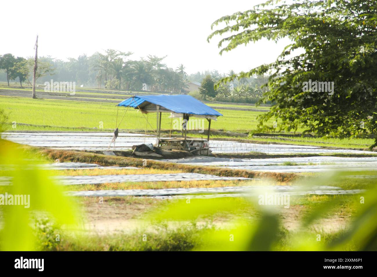 Small huts in the middle of rice fields are usually used by farmers as ...