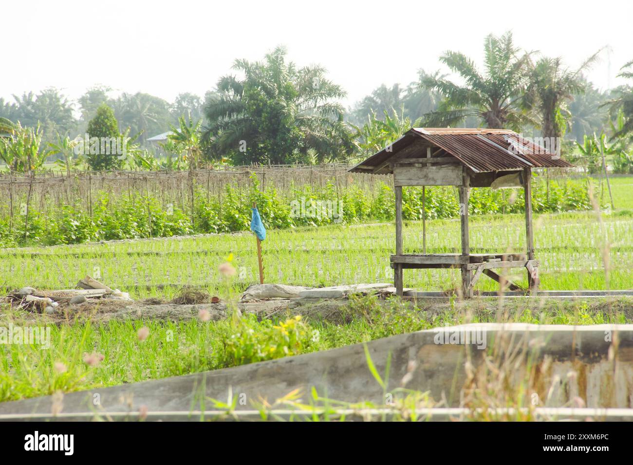 Small huts in the middle of rice fields are usually used by farmers as ...