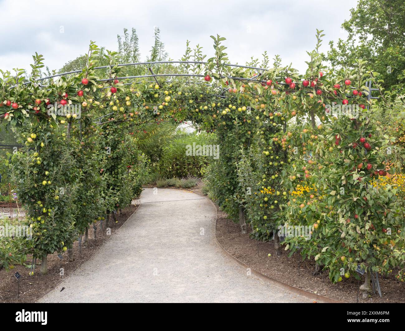 Fruit tree arch with ripe apples Stock Photo - Alamy