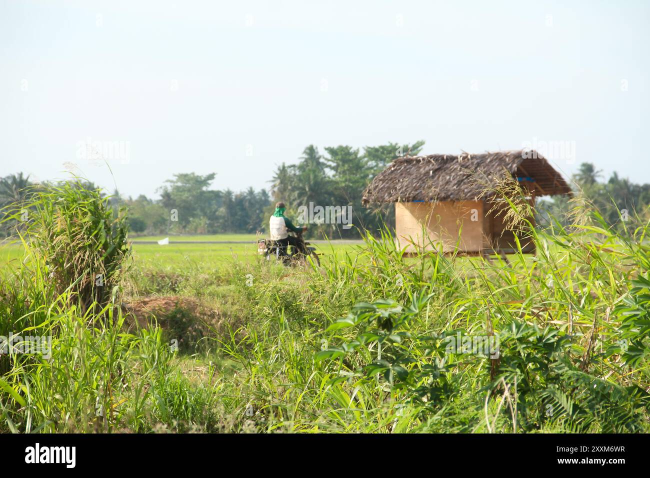 Small huts in the middle of rice fields are usually used by farmers as ...