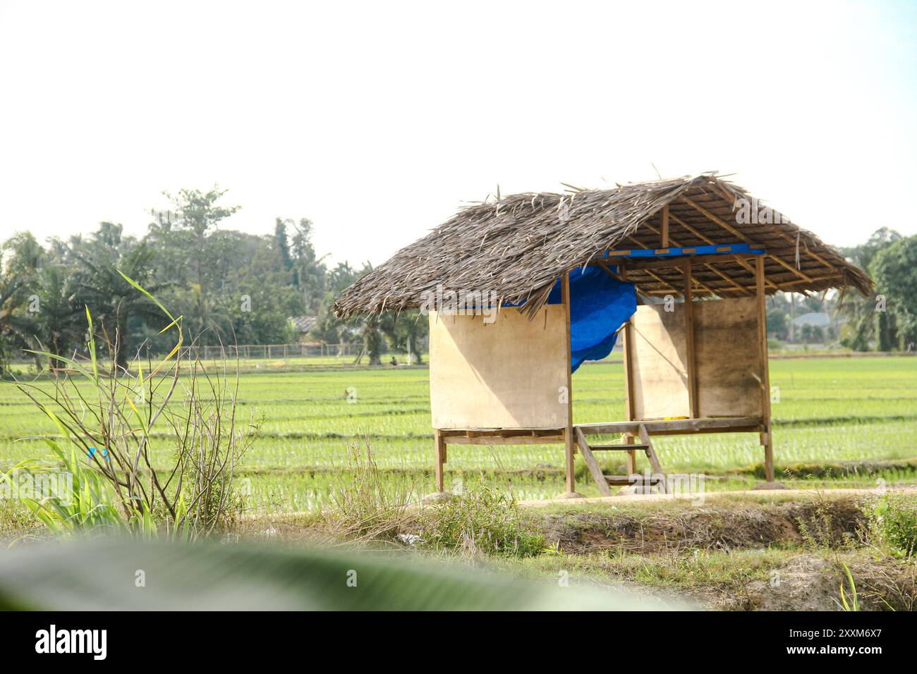 Small huts in the middle of rice fields are usually used by farmers as ...