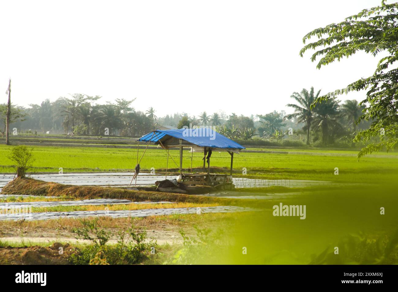 Small huts in the middle of rice fields are usually used by farmers as ...