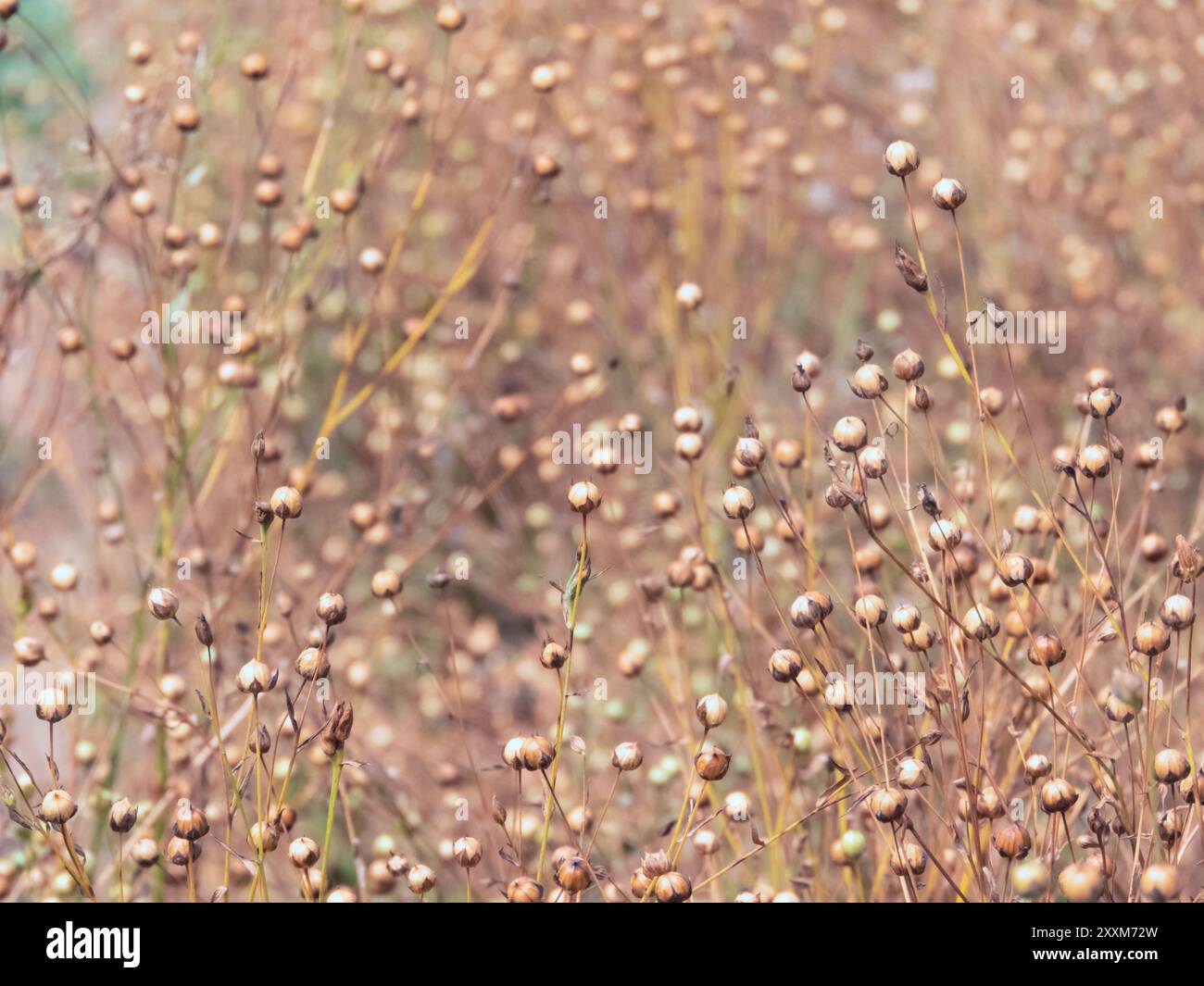 Dry seed capsules of common flax in the field, cultivated for flax ...