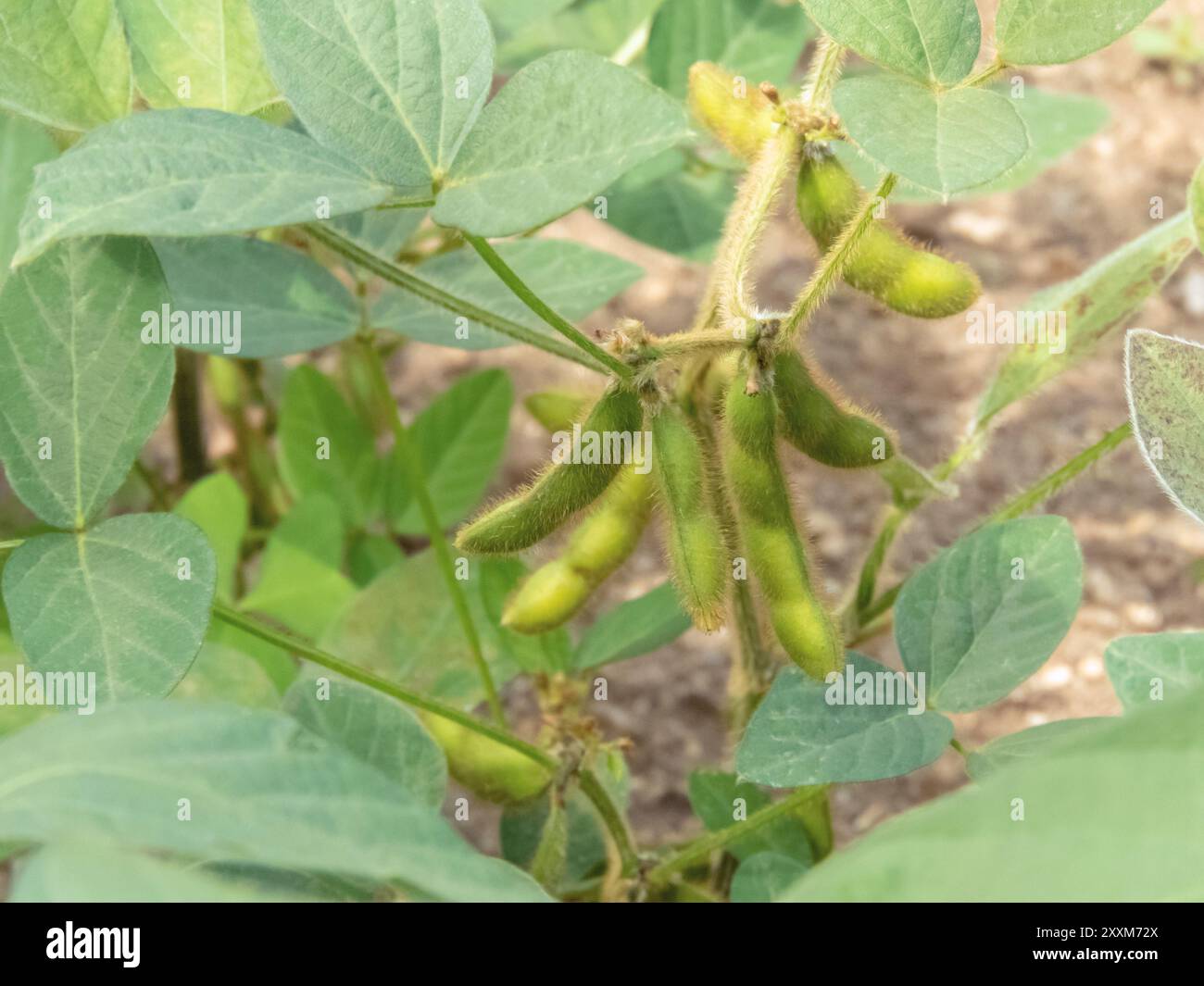 Glycine max, soy bean or soya bean plant. Soybean green hairy bean pods ...