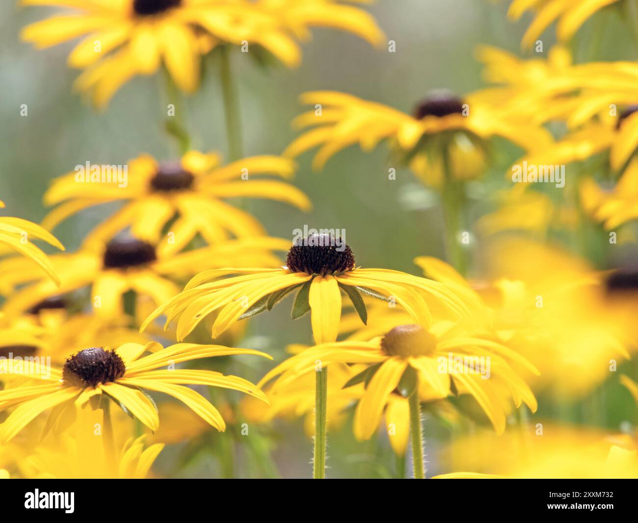 Rudbeckia hirta bright yellow flowers with blurred foreground. Black ...