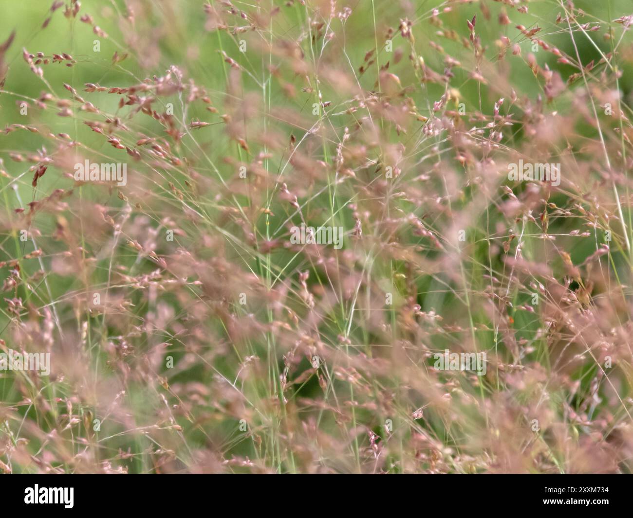 Switchgrass hi-res stock photography and images - Alamy