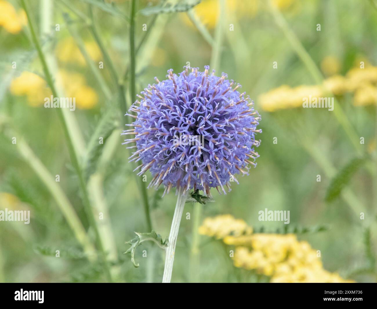 Blue spiky flowers hi-res stock photography and images - Alamy