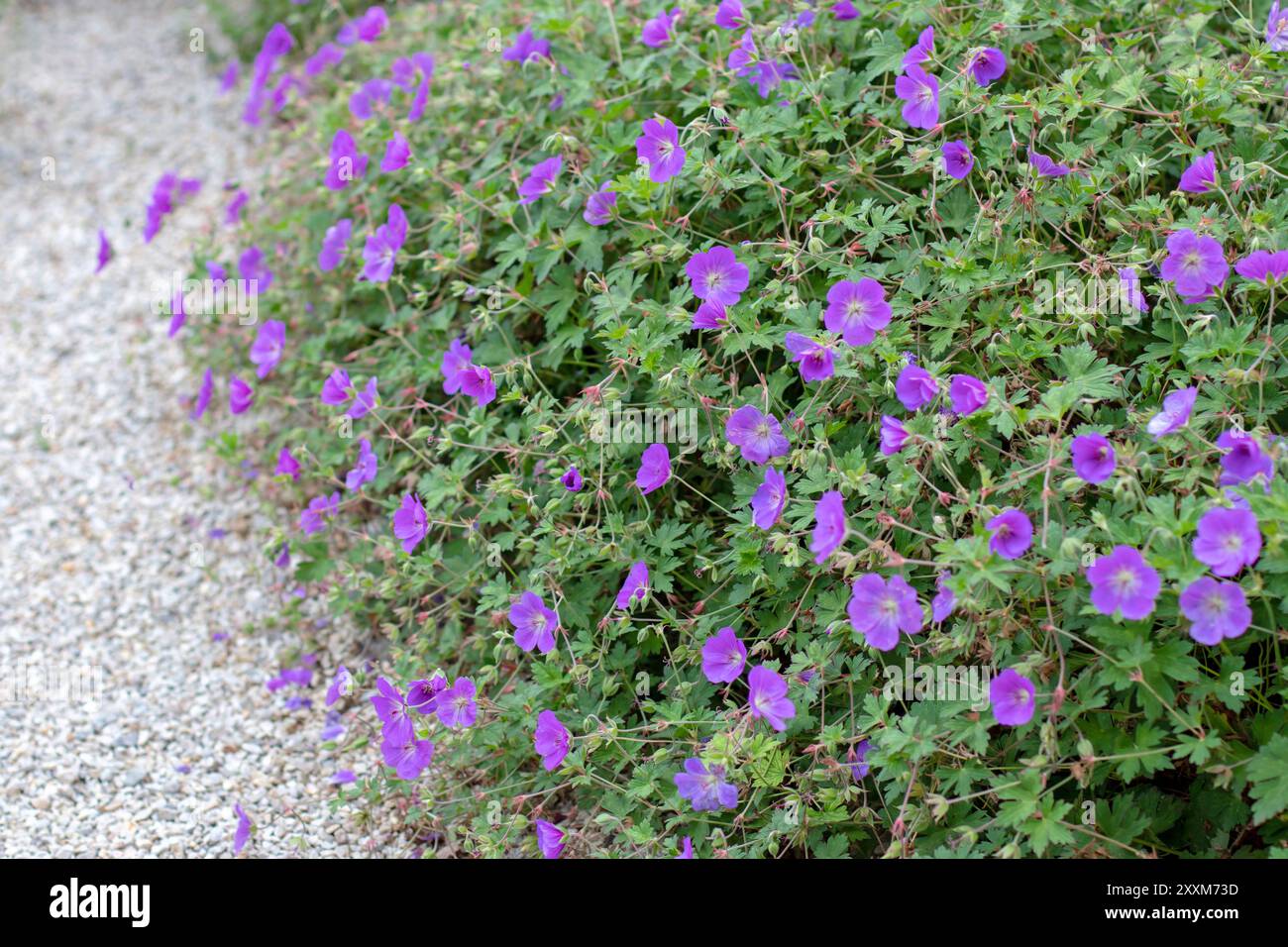Geranium hybrid abundant flowering plants framing gravel path ...