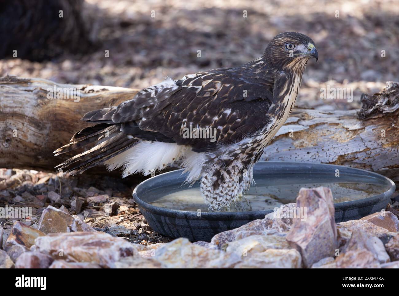 Natural portrait of red tailed hawk standing in water dish in rural ...