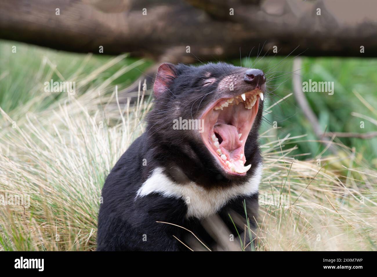 Extraordinary wide jaws of Tasmanian Devil open to 80 degrees, with ...