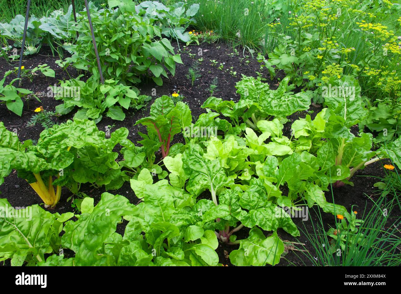 a vegetable garden at the historic le chateau ramezay in montreal ...