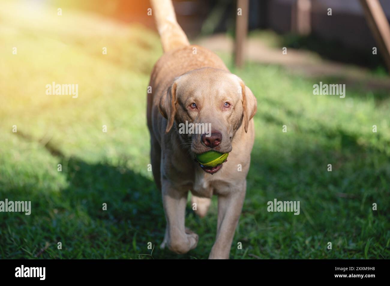 Labrador dog walk with ball in mouth portrait Stock Photo - Alamy