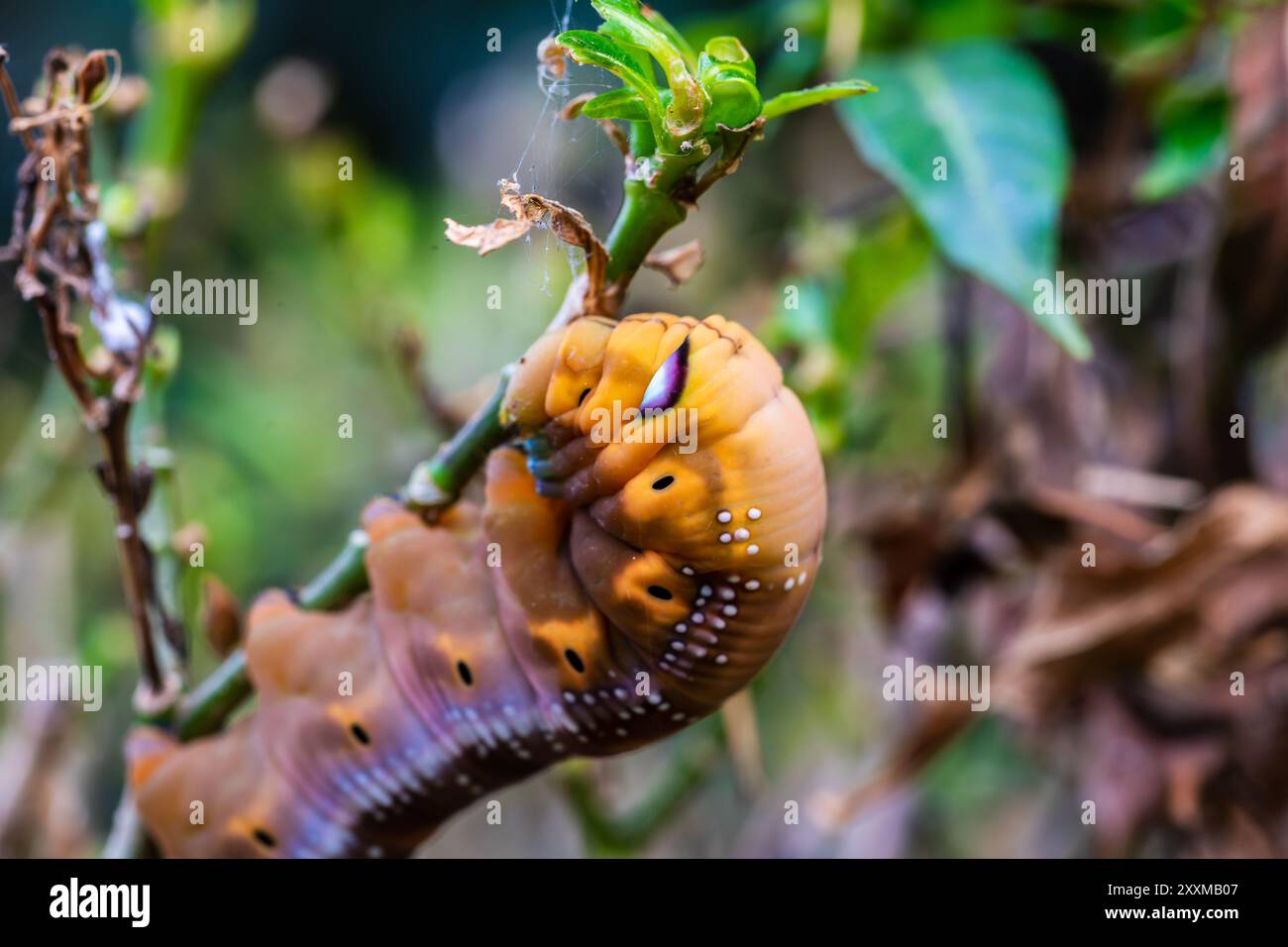 The Larva or Brown caterpillars is creeping on tree leaves Stock Photo ...