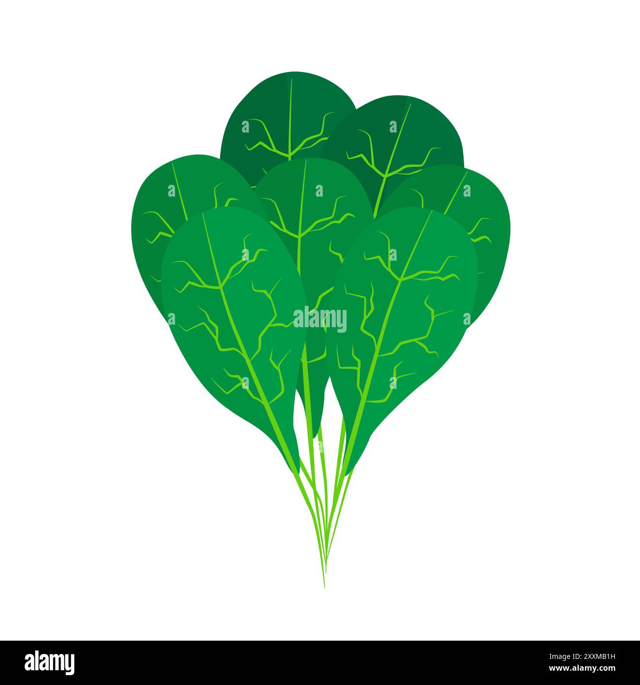 Vector image of fresh spinach leaves, detailed and vibrant green Stock ...