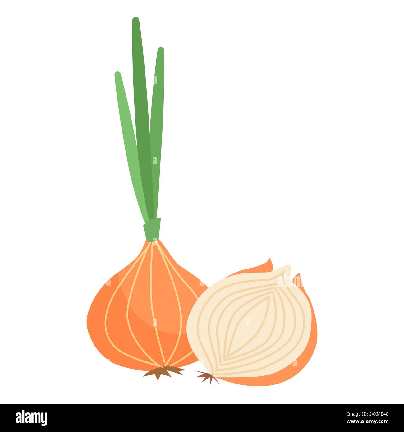 Vector illustration of an onion bulb and halves with green stems ...