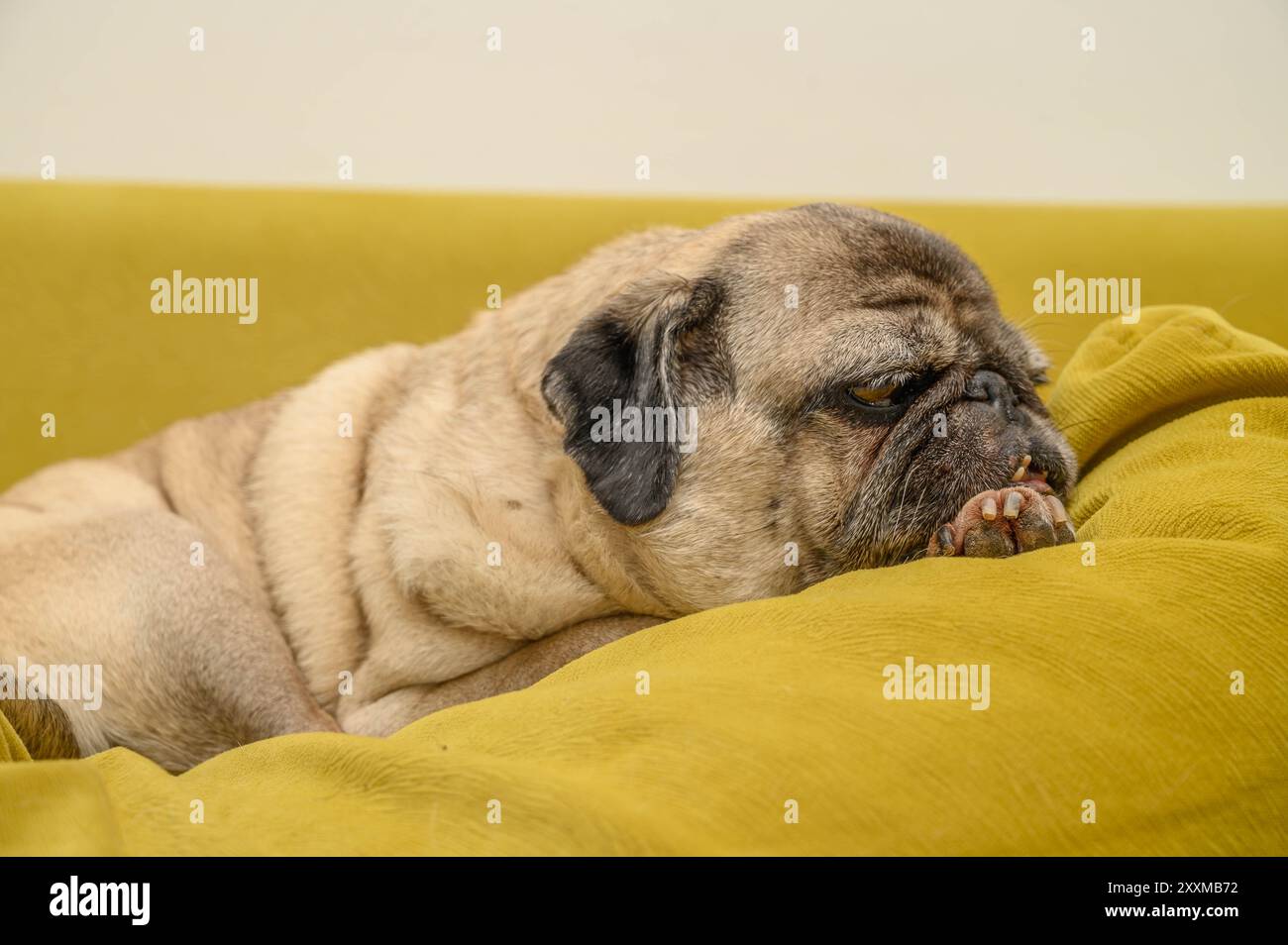 Waiting pug hi-res stock photography and images - Alamy