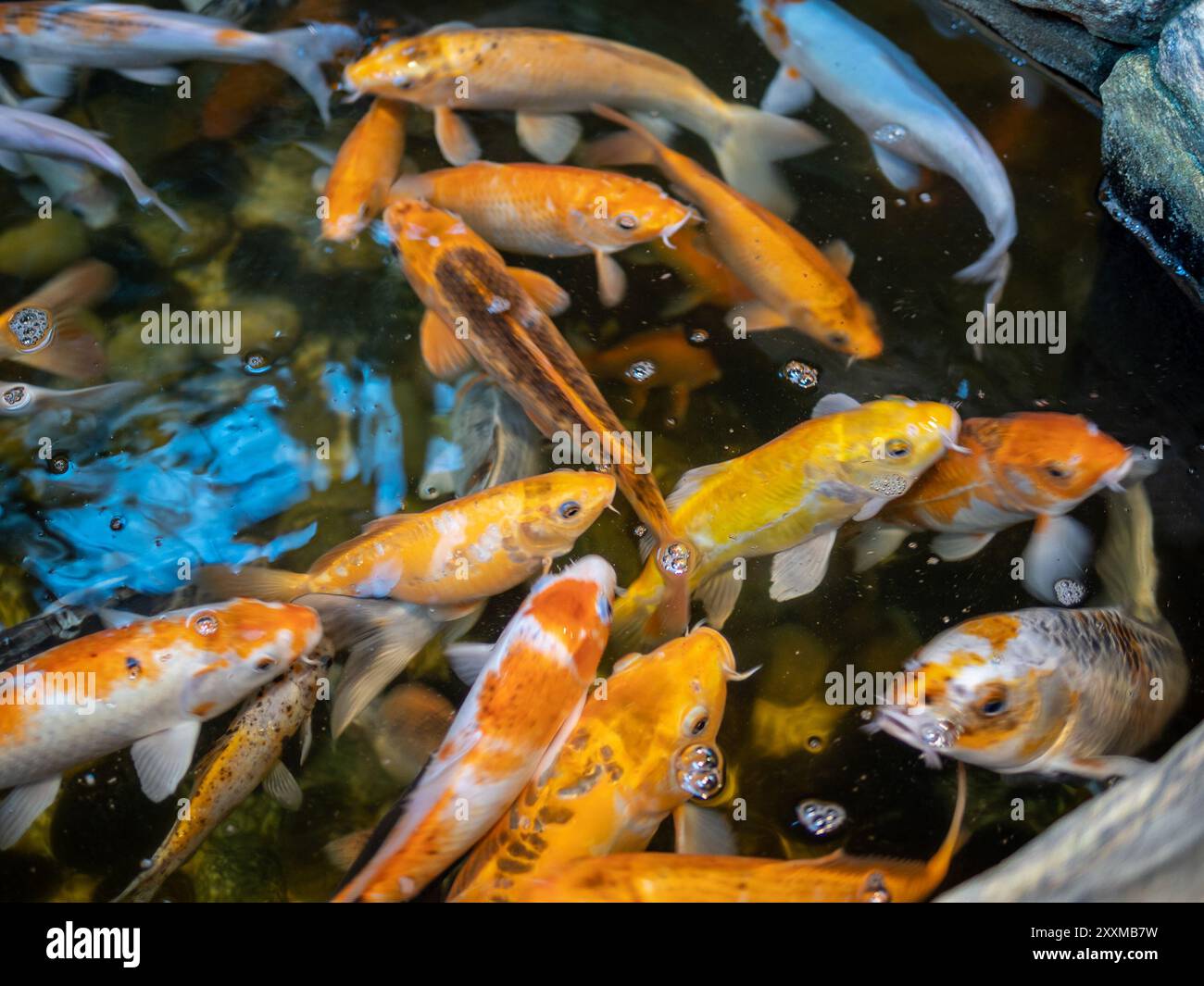 Closeup view russian pool hi-res stock photography and images - Alamy