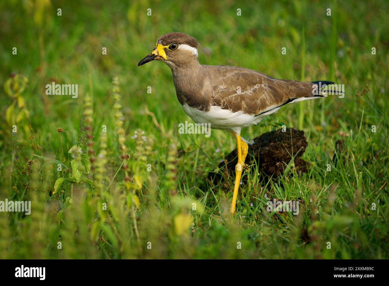 Yellow-wattled Lapwing Vanellus malabaricus bird endemic to the Indian ...