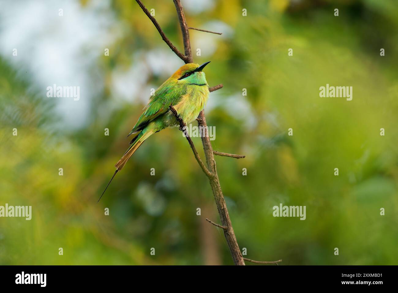 Asian green bee-eater Merops orientalis also Little green bee-eater, bird in Sri Lanka widely ...