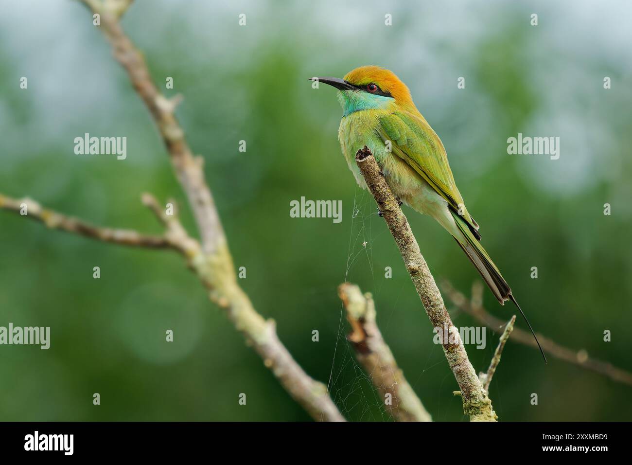 Asian green bee-eater Merops orientalis also Little green bee-eater ...
