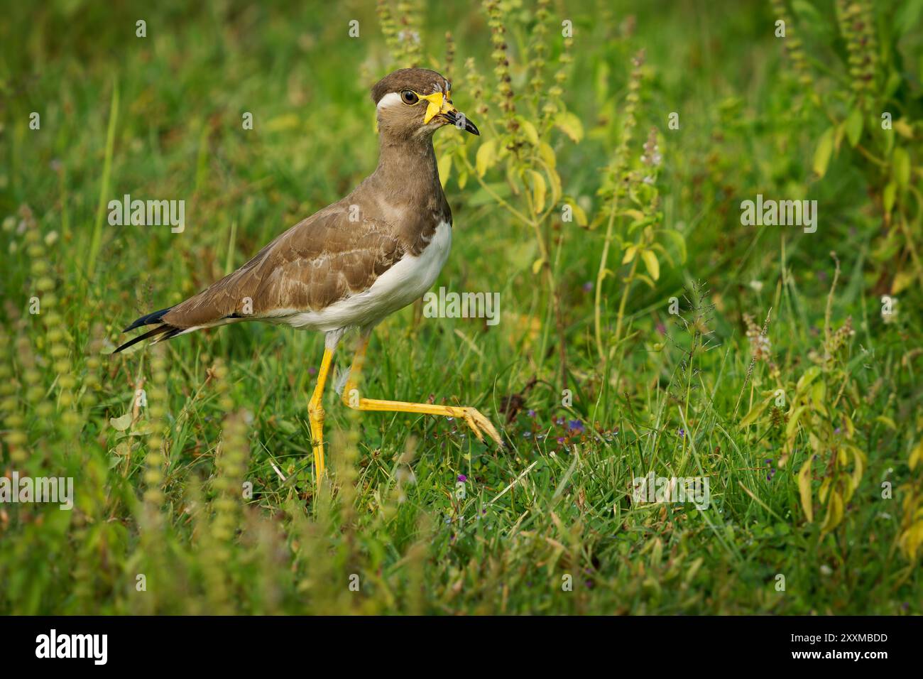 Yellow-wattled Lapwing Vanellus malabaricus bird endemic to the Indian ...