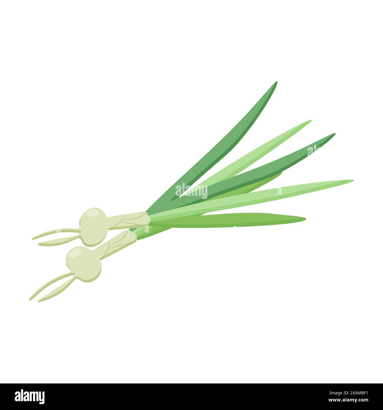 Vector image of green onions with bulbs, detailed and fresh looking ...